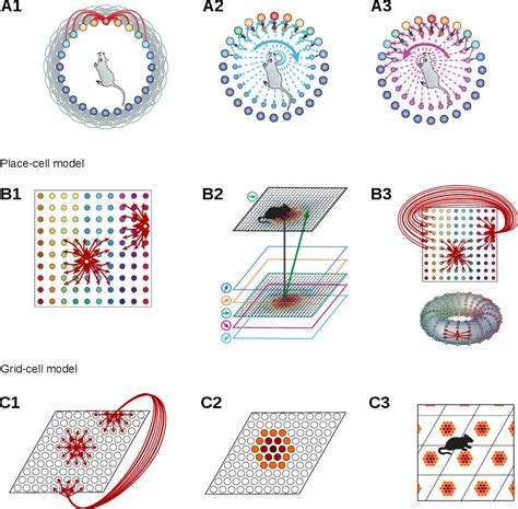 Figure 41 From Models Of Spatial Representation In The Medial Entorhinal Cortex Semantic Scholar