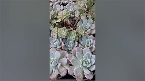 다육이 잘키우는 방법 Youtube