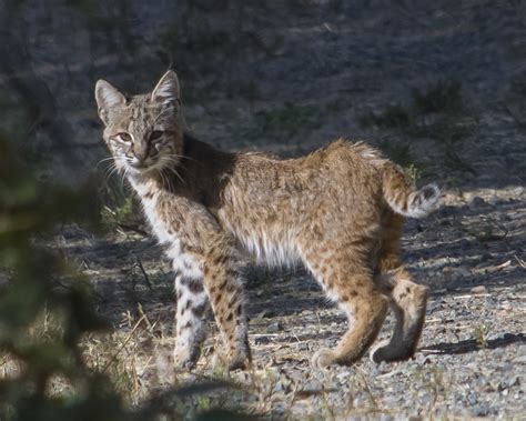 Juvenile Bobcat