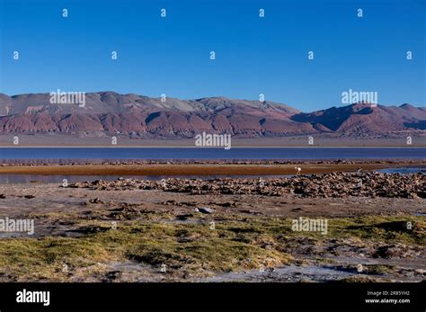 Colorful Laguna Carachi Pampa In The Deserted Highlands Of Northern