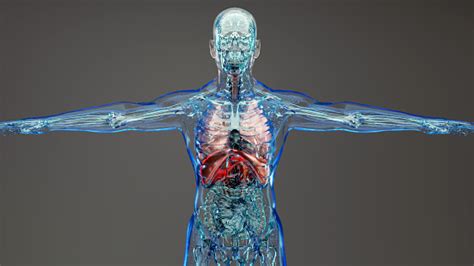 다이어프램 인간 호흡기 시스템 해부학 의료 개념 골격의 횡격막 근육 3d 렌더링 생리학에 대한 스톡 사진 및 기타 이미지 생리학 사람들 인체 Istock