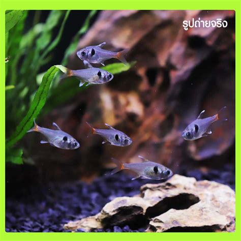 เตตร้าปีศาจเหลือง Hyphessobrycon Roseus ปลาสวยงาม ปลาตู้ไม้น้ำ นิยม