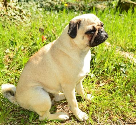 11 Pug Tail Questions Its Quite A Tale Kooky Pugs