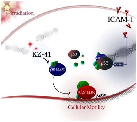Oxygen Induced Retinopathy Plos One