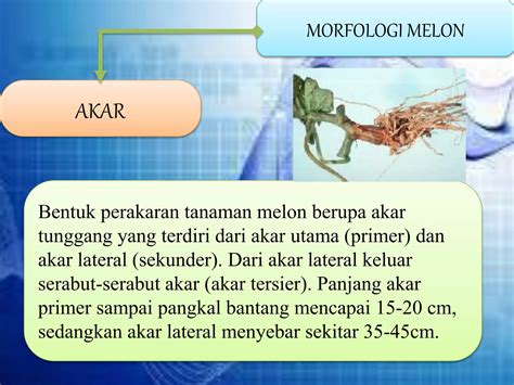 Tanaman Melon Pptx