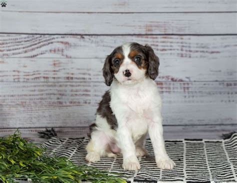 Elsie Cavapoo Puppy For Sale In Pennsylvania