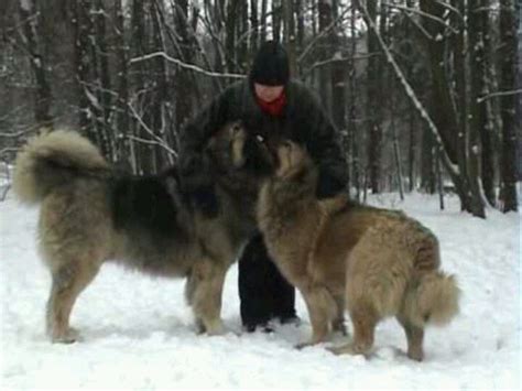 Caucasian Ovcharka Russian Ovcharka How To Train Caucasian Ovcharka