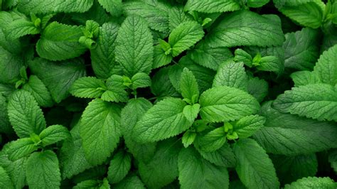 Mint Vs Peppermint What S The Difference