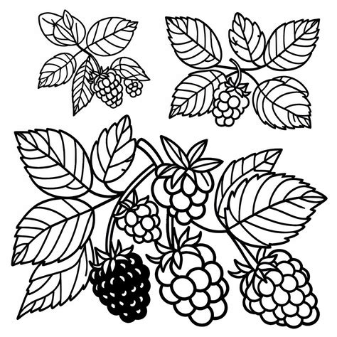 Plantilla Para Colorear De Mora Gratis