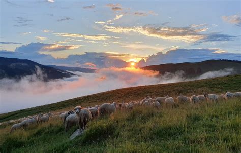 Naked Sheep produce îngrășământ eco din lână de oaie