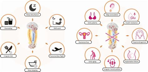 Circadian Rhythms Within The Female Hpg Axis From Physiology To Etiology Pmc