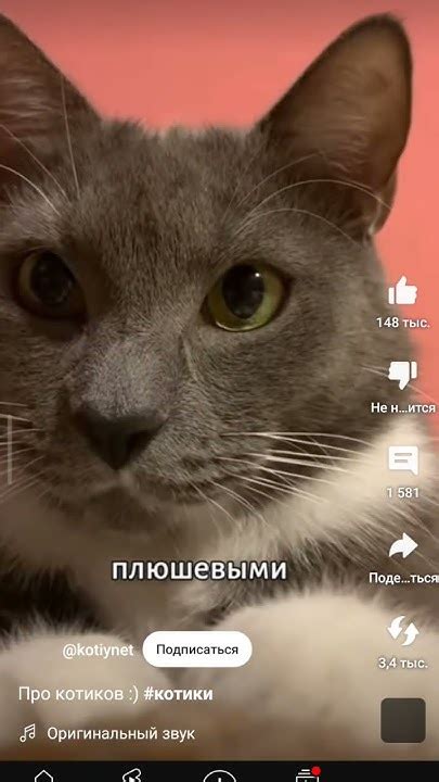 Смешной Котик Youtube