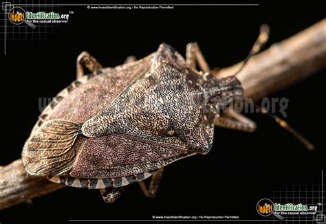 Brown Marmorated Stink Bug