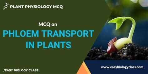 Mcq On Phloem Transport In Plants Easybiologyclass