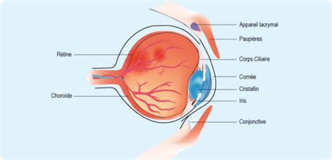 Reconnaître Une Conjonctivite Ameli Fr Assuré