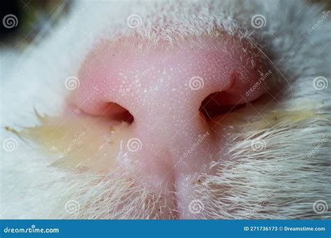 Close Up Photo Of A Cat Nose With Mucus Stock Image Image Of Detail Muzzle 271736173