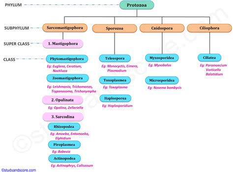 Classification Of Protozoa