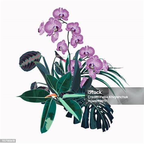 열대 난초 꽃 야자수 잎 정글 잎 선인장과 괴물 이국적인 일러스트 꽃 요소 고립 인사말 카드 결혼식 벽지 하와이 꽃다발 0명에 대한 스톡 벡터 아트 및 기타 이미지 Istock