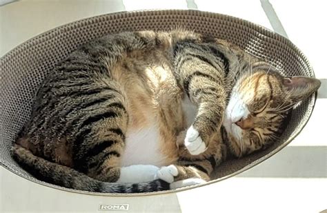 우리 고양이 New 짤 해외축구 에펨코리아