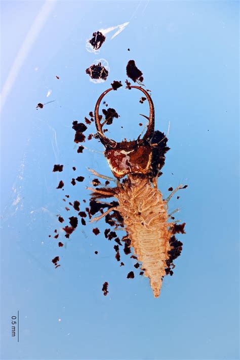 Nymphidae Larva In Burmese Amber R Amberfossil