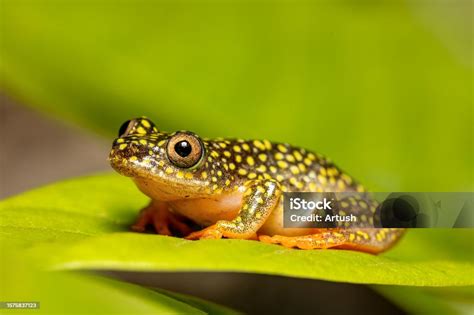 Starry Night Reed Frog Heterixalus Alboguttatus Ranomafana Madagascar