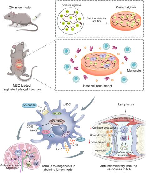 A Schematic Illustration Of Encapsulated Mscs And Their Proposed