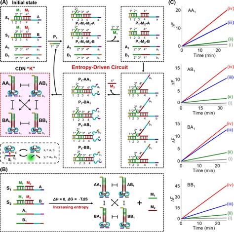 Spatially Localized Entropy Driven Evolution Of Nucleic Acid Based Constitutional Dynamic