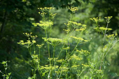 Wild Parsnip A Dangerous Invasive Plant Is Thriving In Michigans Upper Peninsula 8 Wood Blog