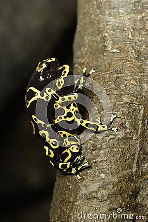 Frog Sex Royalty Free Stock Photo Image