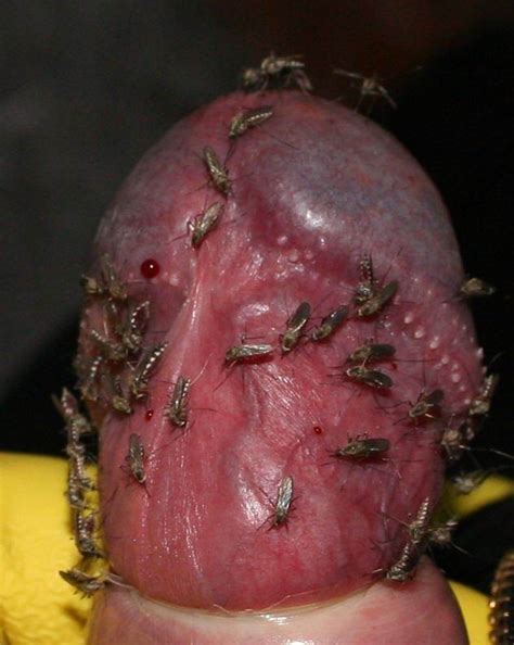 Extremely Weird Cocks Porn Pictures Xxx Photos Sex Images 3016934