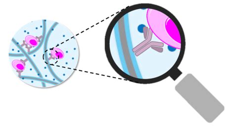 Research Bioinspired Supramolecular Systems