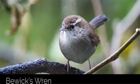 Bewicks Wren Vs Carolina Wren 9 Main Differences