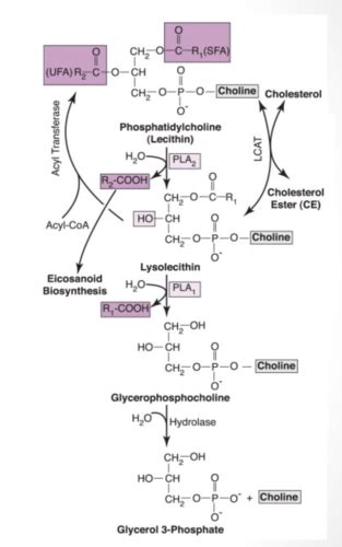 Biochemistry Phospholipids And Glycolipids Exam 2 Flashcards Quizlet