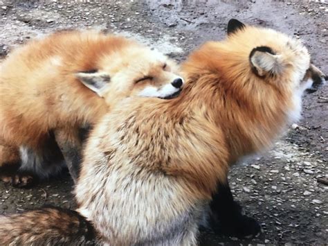 Милоты пост ^.^ | Пикабу