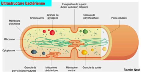 Chapitre 4 La Cellule Procaryote Flashcards Quizlet