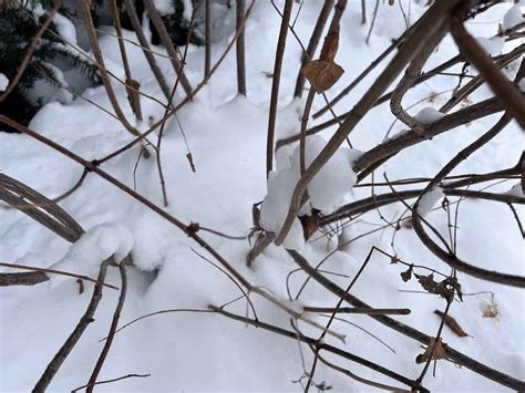 Strawberry Vanilla Hydrangea Pruning 🍓 🌿 Step By Step Guide To A