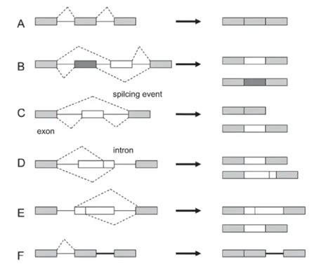 RNA Splicing Definition Types Mechanisms Biology Notes Online