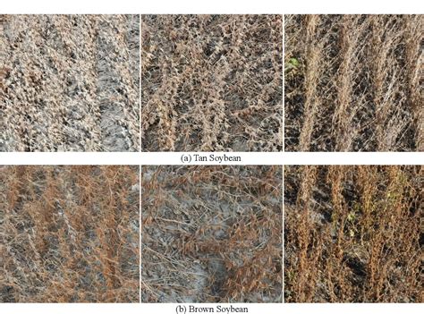 Figure 1 From Soybeannet Transformer Based Convolutional Neural Network For Soybean Pod