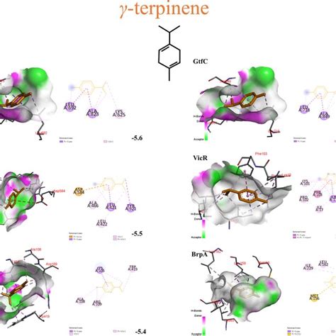 Three And Two Dimensional Predicted Interaction View Of P Cymene And Download Scientific
