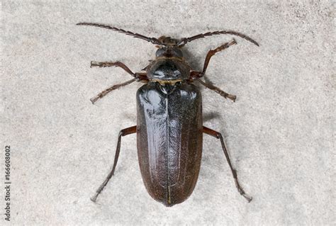 California Prionus Beetle Prionus Californicus Also Called Prionus