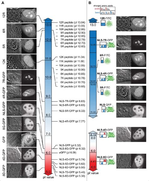 Polypeptide Chart