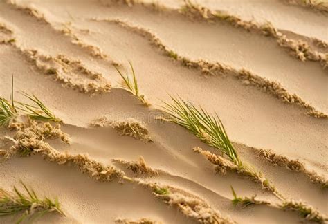 Grass Growing On Sandy Beach Along Shorelineai Generated Stock
