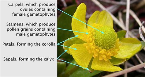 What Is The Difference Between Flower And Inflorescence Pediaa Com