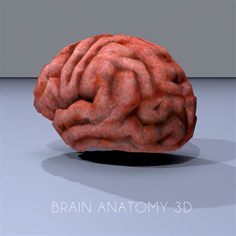 Brain Low Poly 3d Model 5 C4d 3ds Dxf Fbx Obj Free3d