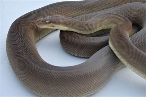 Olive Pythons At Aar