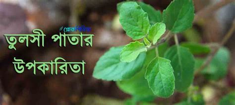তুলসী পাতার উপকারিতা জেনে নিন তুলসী পাতা থেকে কী কী রোগ সেরে যায়