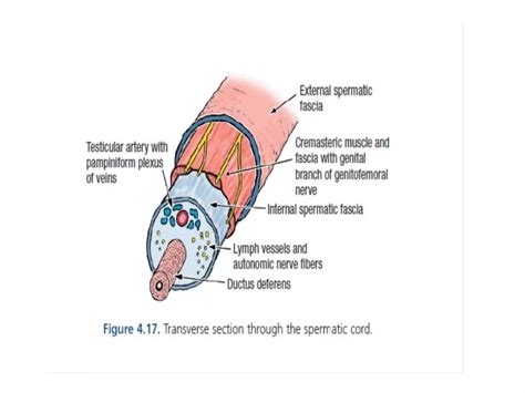 Anatomy Of Inguinal Canal Dr Nesar Ahmad Ppt