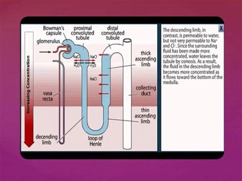 Loop Of Henle YouTube