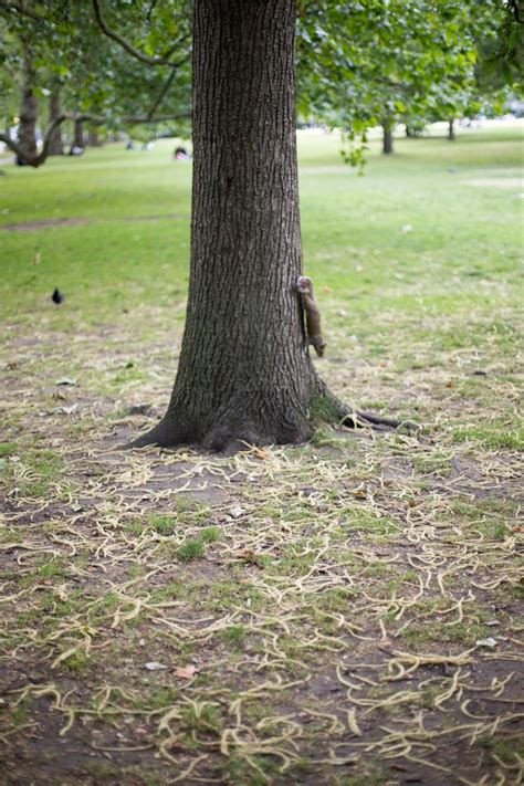 Brown Tree Trunk On Green Grass Field During Daytime Photo Free London Image On Unsplash