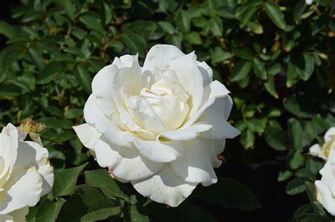 John F Kennedy Rose Rosa Jfk In Boston Abington Massachusetts Ma